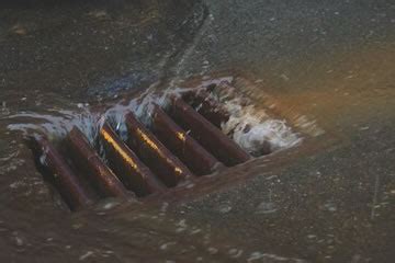 How To Deal With Tree Roots In Drain Pipes Plumbing And Drainage Experts