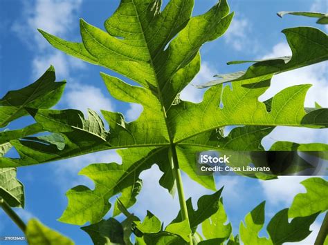 파파야 나무 잎의 밑면 열대 하늘에 대한 아름다움 푸른 하늘을 가진 파파야 잎의 구조 하늘과 대조를 이루는 파파야 잎 밑면의 세부 사항 아래에서 본 파파야 잎 자연 패턴과
