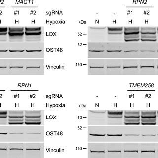 APEX2 Based Proximity Labelling Identifies LOX Interacting Proteins Download Scientific