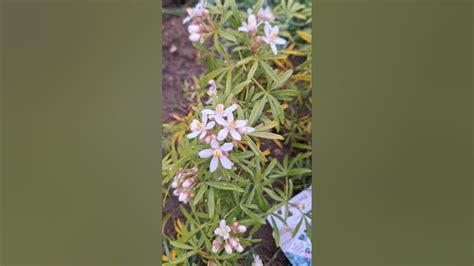 봄 가뭄 끝 단비를 맞는 꽃들 Youtube