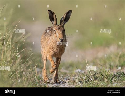 A Close Up Detailed Shot Of A Wild Brown Hare Lepus Europaeus With