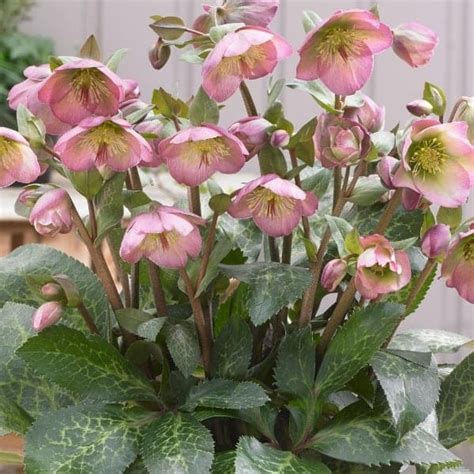 Frostkiss® Dorothys Dawn® Lenten Rose Grown By Overdevest