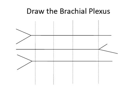 Draw The Brachial Plexus Pdf