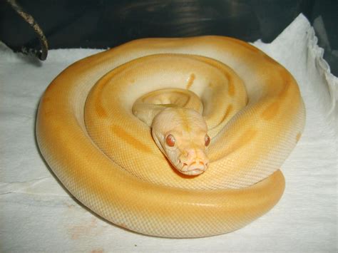 Burmese Python Photos Request