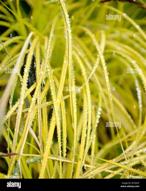 Tufted Sedge Tufted Sedge Tussock Sedge Carex Elata Aurea Carex