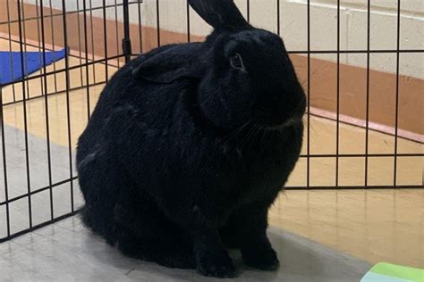 Pittsburgh Pet Of The Week Meet Zelda A Large Black Bunny With A Shy