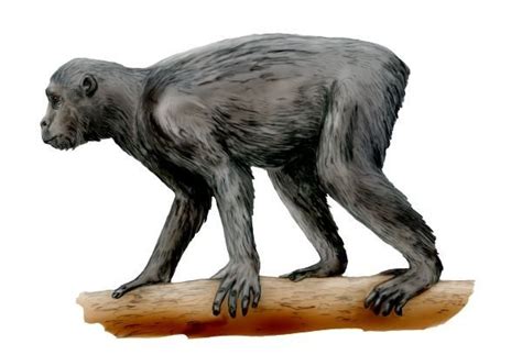 Proconsul Primate Wikiwand Evolutionary Biology Great Ape