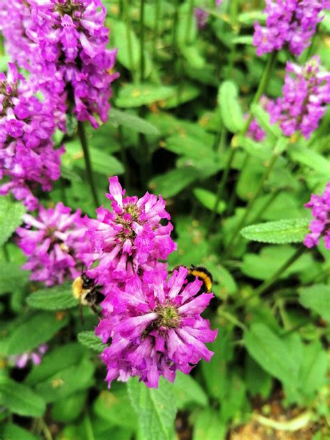 Stachys monnieri ‚Hummelo‘ › Wesser