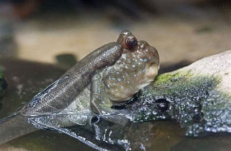 弹涂鱼：可以上树的鱼 冷饭网