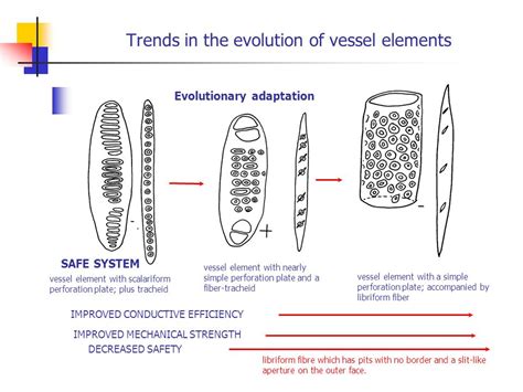 Vessel Element