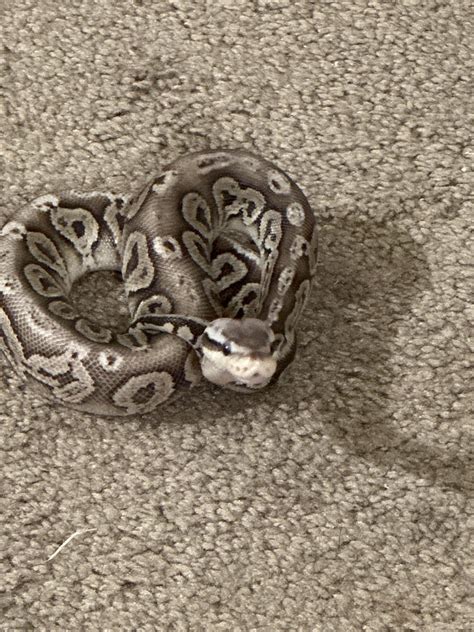 Appreciation Post For Pewter Ball Pythons Meet Onyx Rballpython Appreciation Post For Pewter Ball Pythons Meet Onyx Rballpython