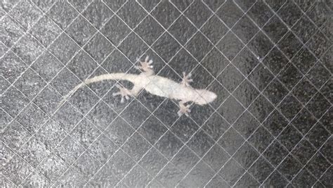 益獣・ヤモリ・家守 現る ！ 文理学院 校舎ブログ