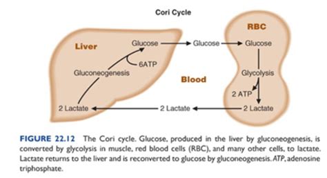 Biochem Lecture 17 Citric Acid Cycle I Fates Of Pyruvate Flashcards Quizlet