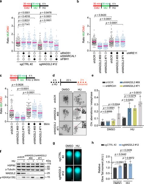 The Mre11 Nuclease Drives Reversed Fork Degradation In Mad2l2 Deficient Download Scientific