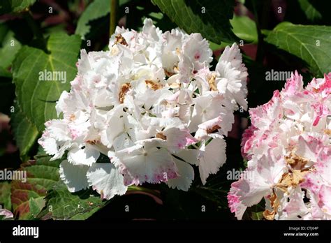 Hydrangea Mop Heads At Edward Acosta Blog