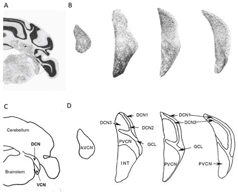 Altered Vesicular Glutamate Transporter Distributions In The Mouse