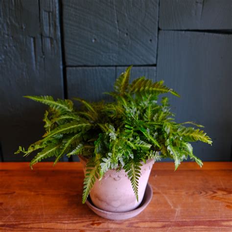 Variegated Holly Fern L Lexington Ky Michlers Florist Michlers