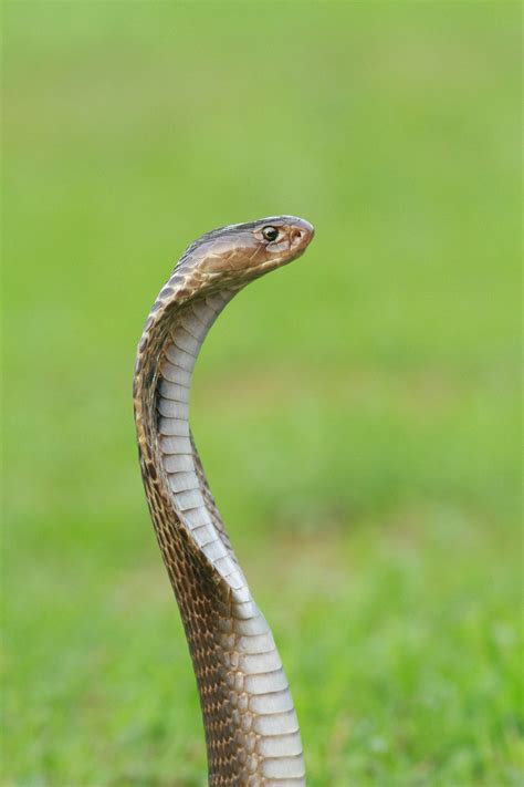 Pythons Dataclassesreplace A Hidden Gem For Immutable Data