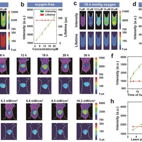 A Schematic Illustration For The Hepatic Ischemia‐reperfusion Model Download Scientific