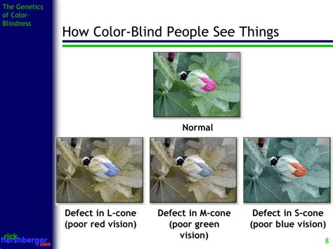 Ppt The Genetics Of Color Blindness Powerpoint Presentation Free