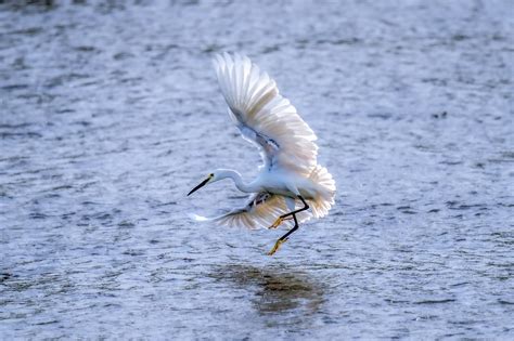 새 왜가리 조류학 Pixabay의 무료 사진 Pixabay