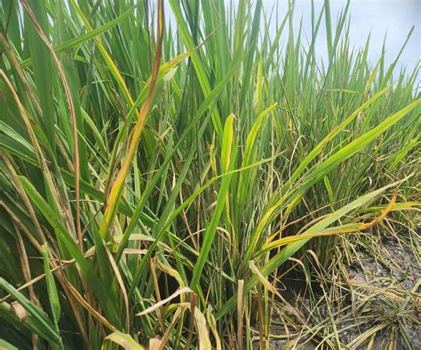 LÚa ChẾt ChÌm Do PhÈn GiẢi PhÁp KhẮc PhỤc Trong 7 NgÀy Khai Pham Group