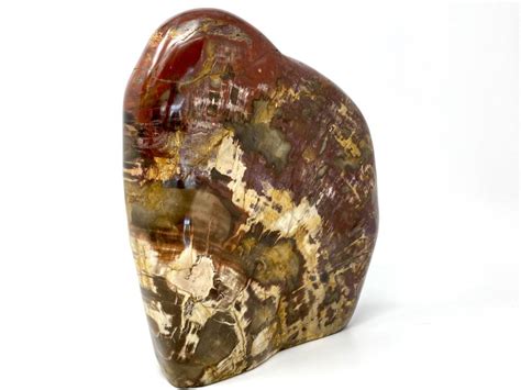 Large Fossil Wood Freeform Madagascar Fossils For Sale Madagascan Direct