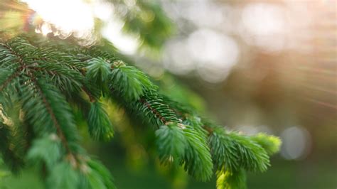 아름 다운 자연 배경입니다 여름 봄 개념입니다 복사 공간 아름 다운 반짝이는 보 케와 함께 석양의 따뜻한 햇빛의 광선에 자연에서 무성 한 전나무 가지 디자인을 위한 템플릿