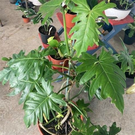 Philodendron Philodendron Lacerum Plant Care And How To Grow Water