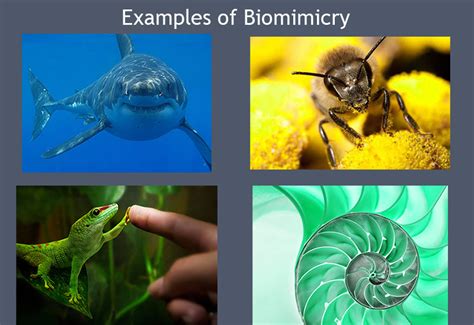 The Top 10 Biomimicry Examples And Innovations Of 2021 47 Off