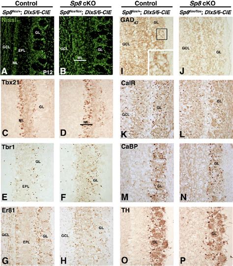 Sp8 Conditional Mutants Exhibit Subtype Specific Defects In Generation