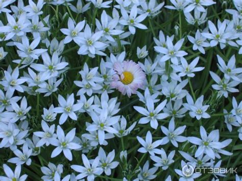 Отзыв о Луковицы Русский огород Птицемлечник зонтичный Весенние цветы в саду Яркие и