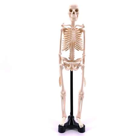 Анатомический набор EDU-TOYS мини-скелет человека 46см купить по цене ...