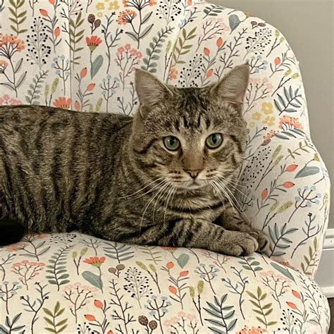 Bowzer Feral Feline Friends Of East Tennessee