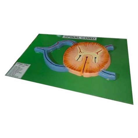 Spinal Cord Anatomical Models At 500 Piece Bio Model In Ambala ID 2853221886673