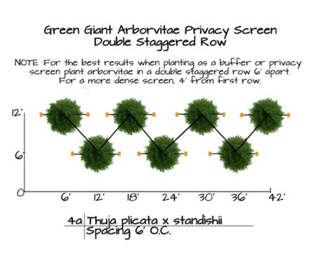 Green Giant Arborvitae For Sale Garden Goods Direct