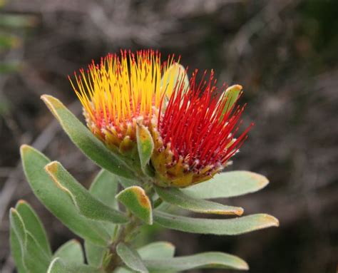 Protea Repens Plants Garden Protea