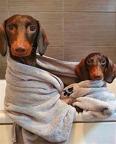 10 Photos Of The Funniest Dachshunds That Will Make You Laugh Funny