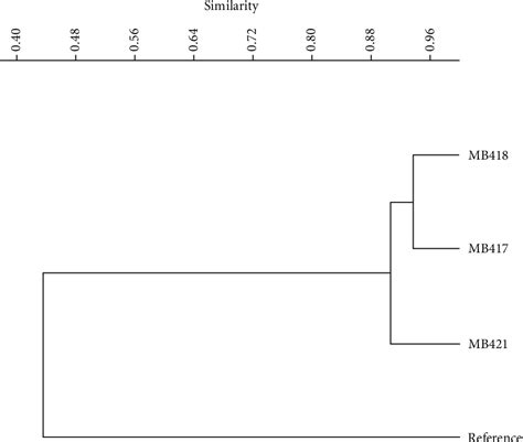 Figure 1 From Isolation And Characterization Of Lactobacillus Crispatus Lactococcus Lactis And