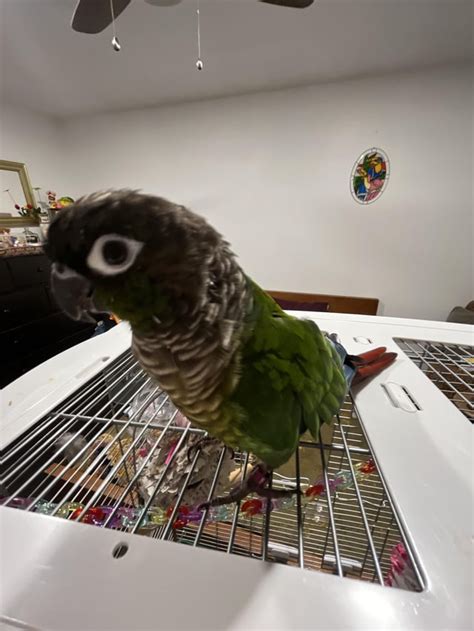 Need Urgent Help Info In Comments Rconures