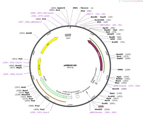 Addgene Addgene