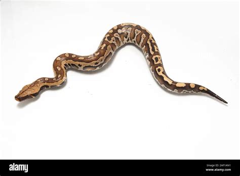Sumatran Red Blood Python Python Curtis Curtis Commonly Known As Red