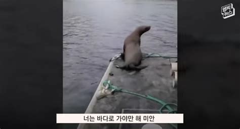 더쿠 해외논란 범고래 피해 배 위에 오른 바다사자 사지로 내쫓은 여성