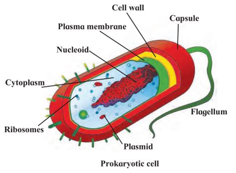 Maharashtra Board Class Science Solutions Chapter Cell Structure And Micro Organisms SabDekho