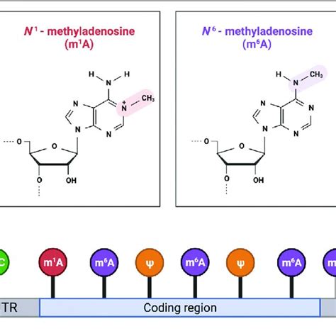 Schematic Representation Of The Common Rna Modifications In Mrna