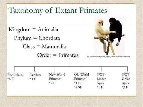 Ppt Primate Husbandry And Nutrition Powerpoint Presentation Free