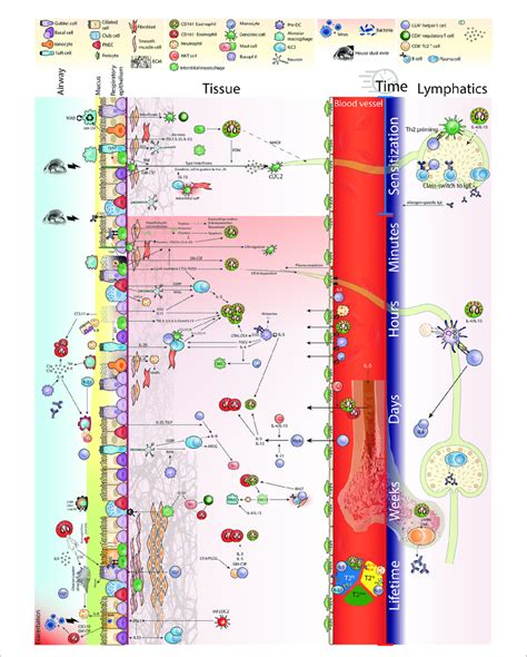 Eosinophil Function In Time And Space During Allergic Airway