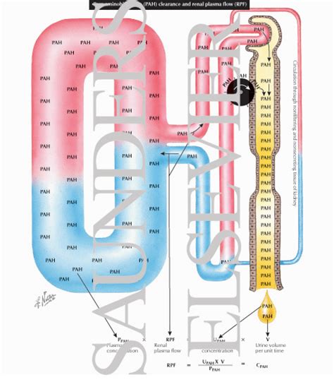 Para Aminohippurate Pah Clearance And Renal Plasma Flow Rpf