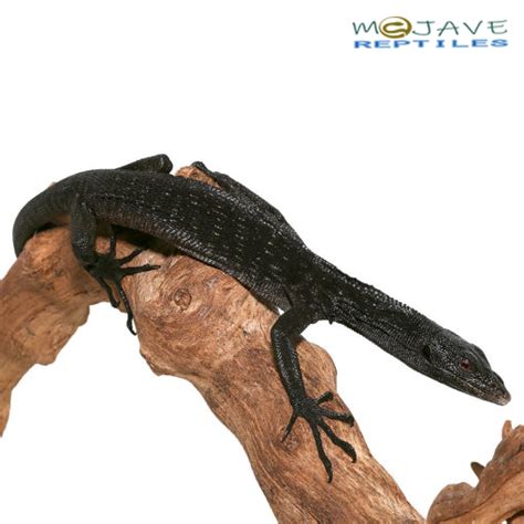 Black Tree Monitor Size Black Tree Monitor
