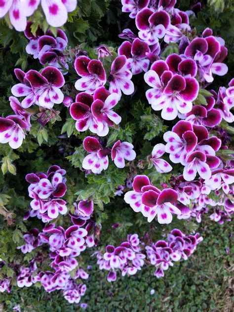 სახლი სიმწვანეში Added A New Photo სახლი სიმწვანეში